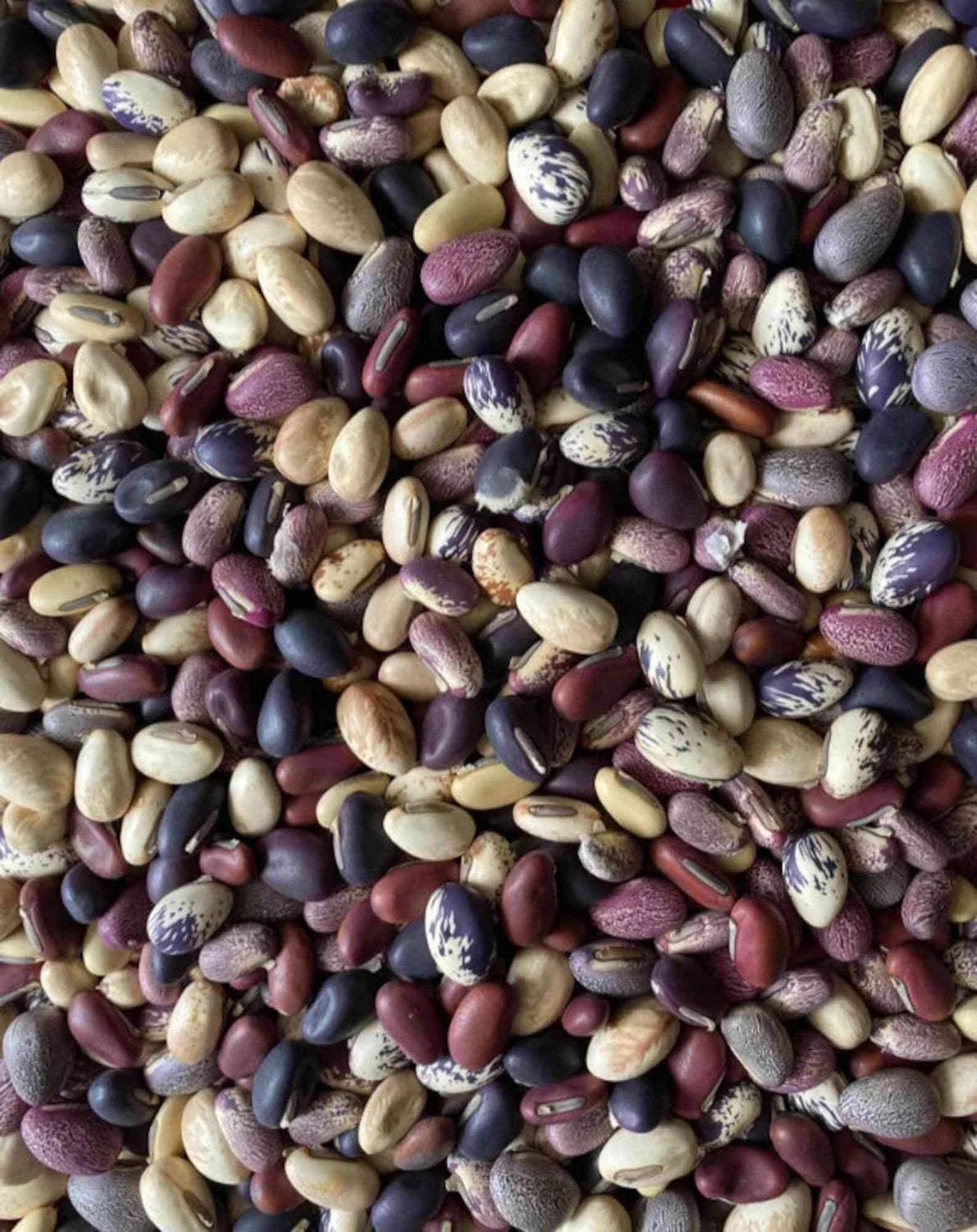 African Sword Beans - Assorted Mix - Canavalia gladiata| Rare Plant ...