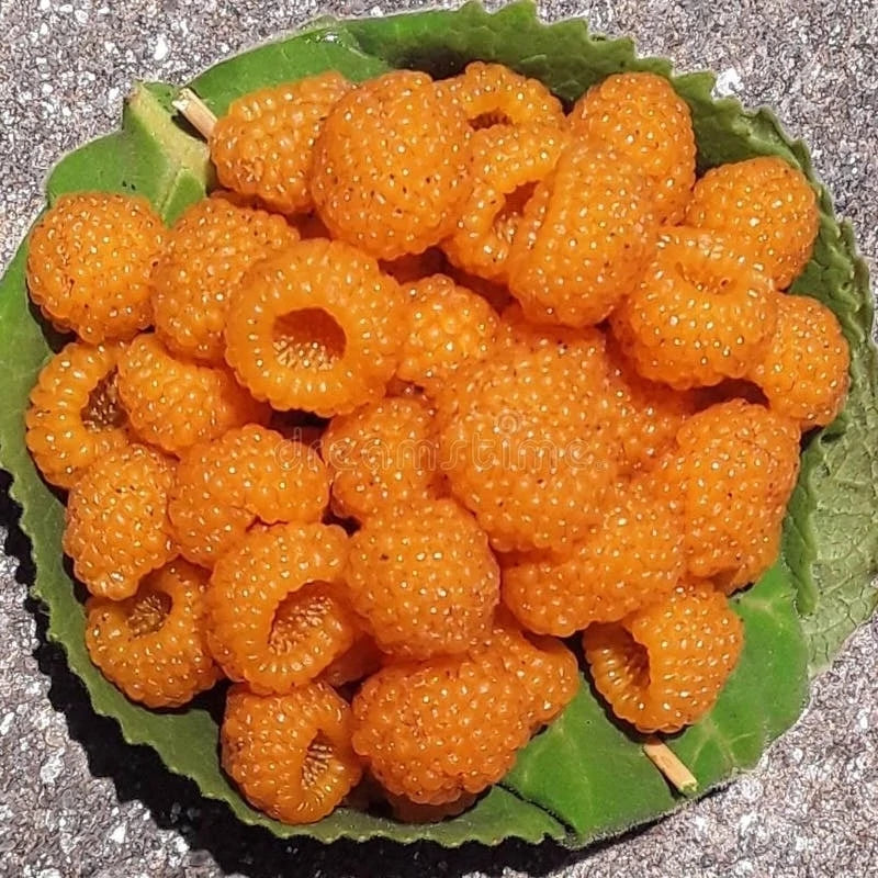 Yellow Himalayan Raspberry - Rubus ellipticus | Rare Plant Seeds ...