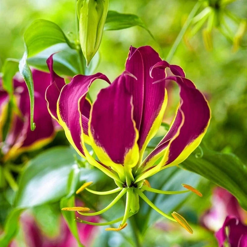 Purple Flame Lily - Gloriosa carsonii | Rare Plant Seeds | Whimsy and ...