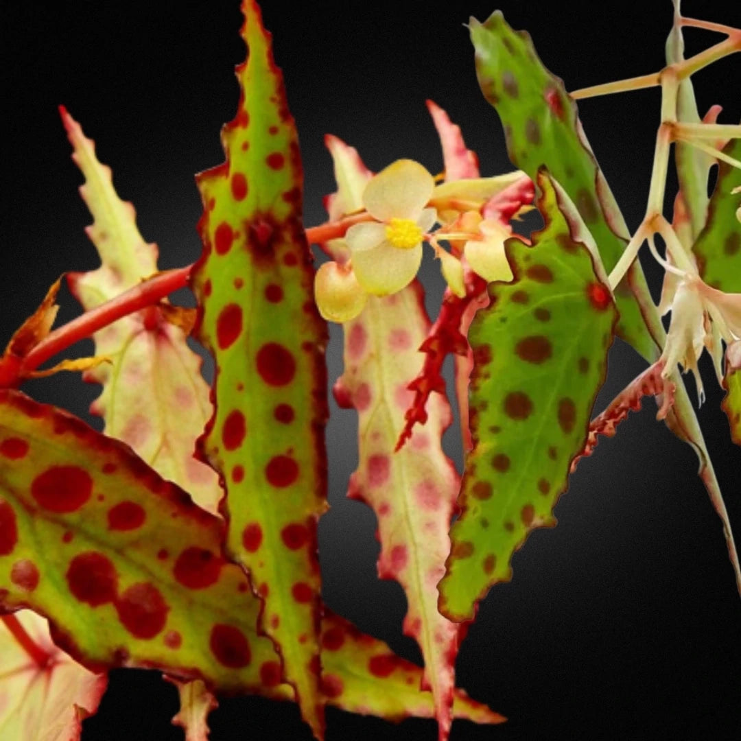 Pink Spotted Begonia - Begonia Amphioxus | Rare Plant Seeds | Whimsy ...