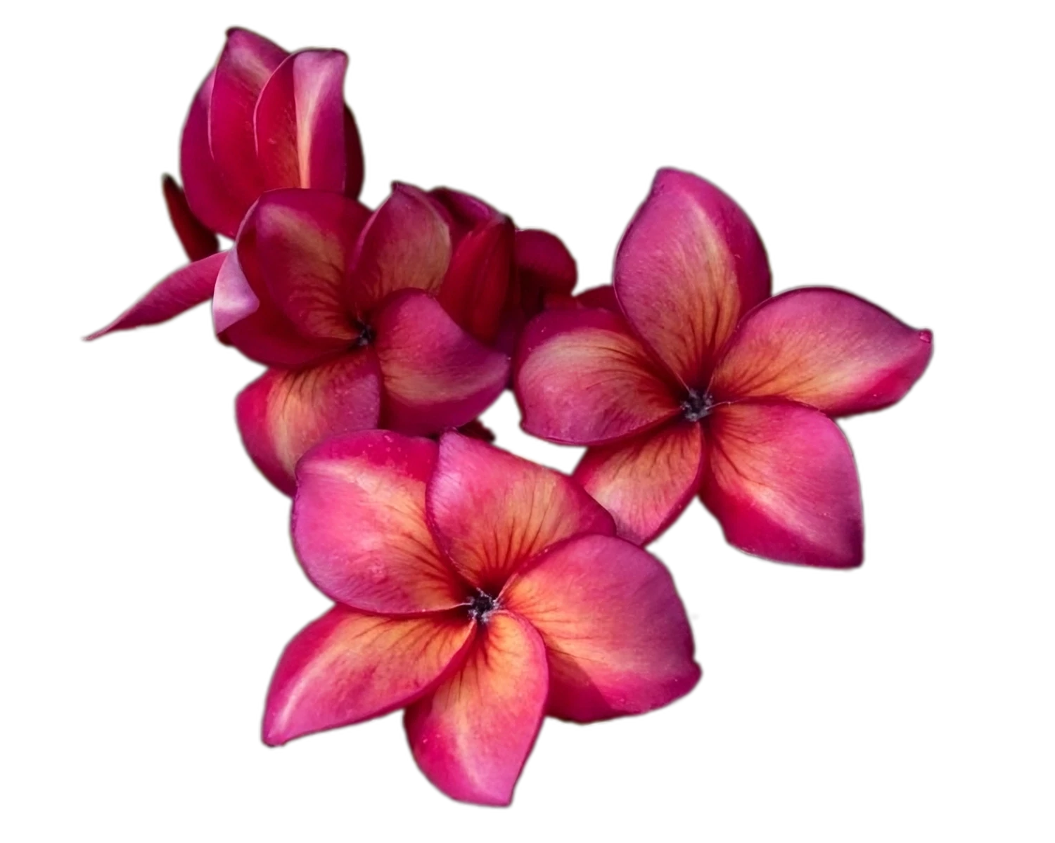 Hawaiian Blaze Plumeria / Nosegay Frangipani - Plumeria sp. | Rare ...