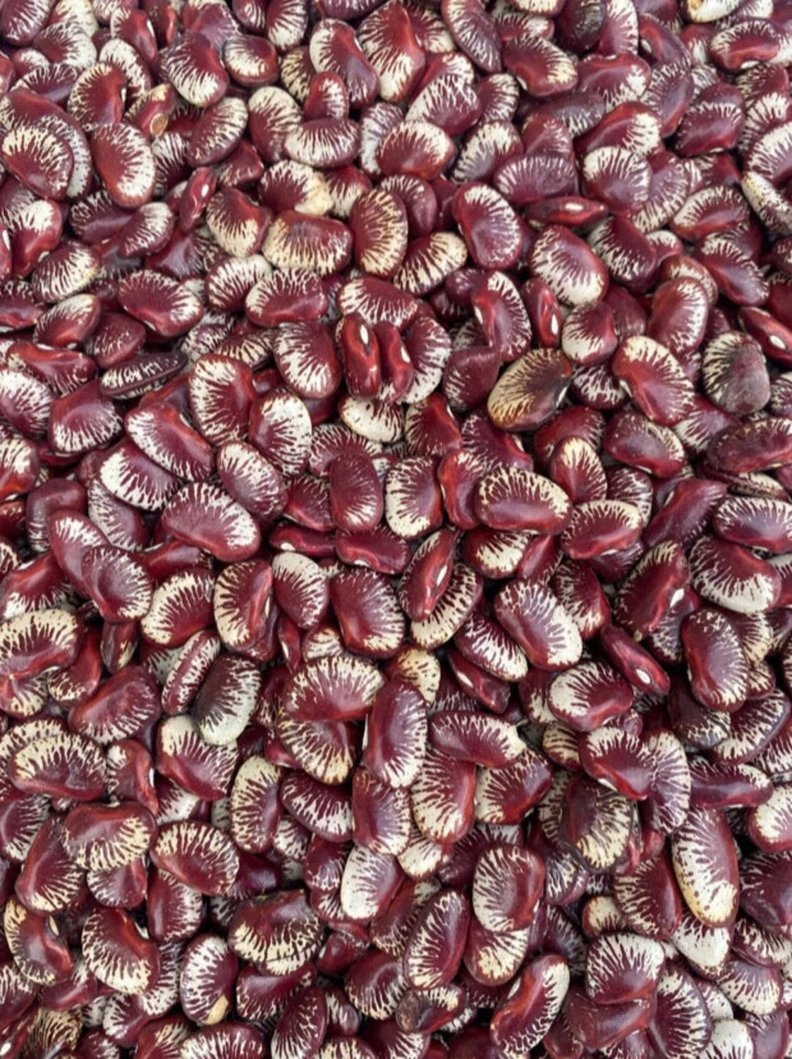 Madagascar Lima Beans / Butter Bean - Phaseolus lunatus | Rare Plant ...