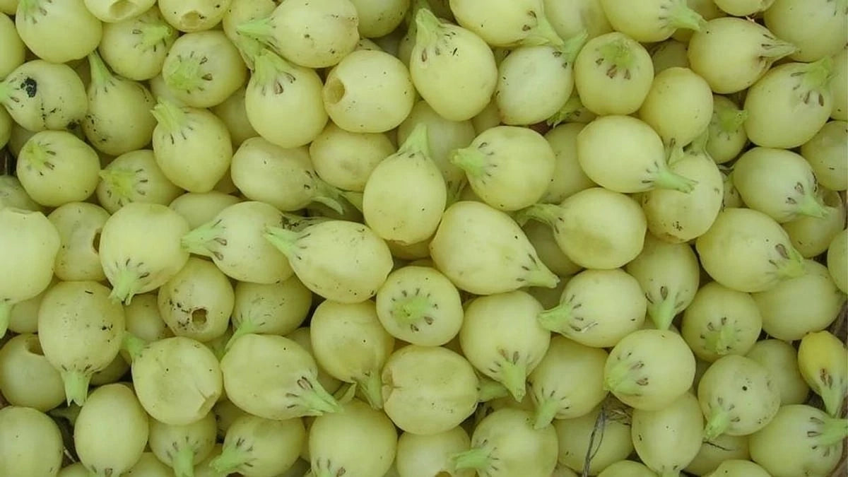 Indian Butter Tree / Mahua flower - Madhuca longifolia | Rare Plant ...
