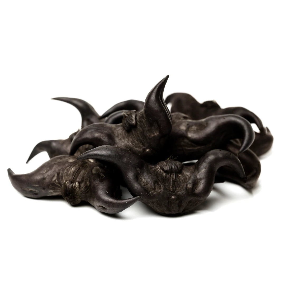 Buy Bat Nut Water Caltrop Pods Online | Stargazer Exotics