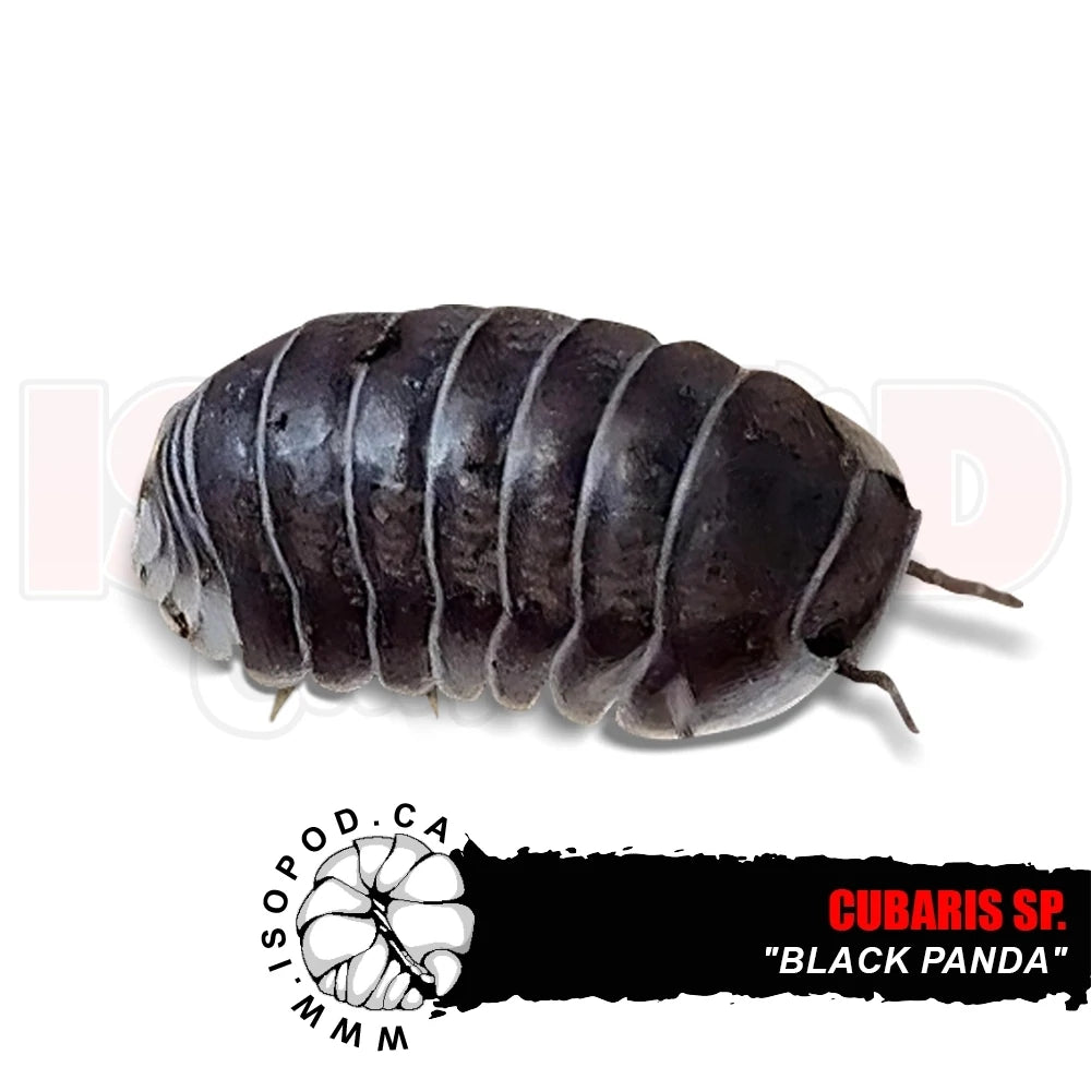 Black Panda Isopods (Cubaris sp. "Black Panda") in Canada – Stargazer ...