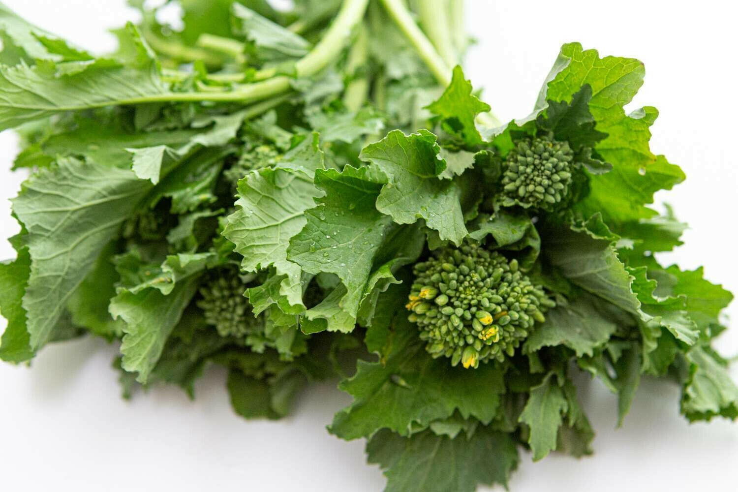 Rapini Broccoli / Broccoli Rabe - Brassica rapa | Rare Plant Seeds ...
