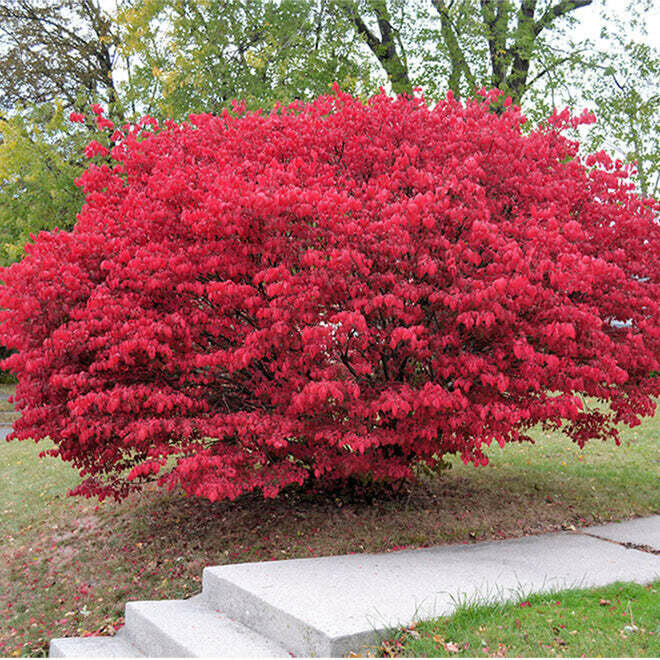 Burning Bush Tree / Eastern Wahoo - Euonymus Atropurpureus | Rare Plant ...