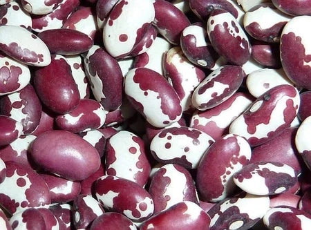 1500 Year Old Cave Bean - Phaseolus vulgaris | Rare Plant Seeds ...