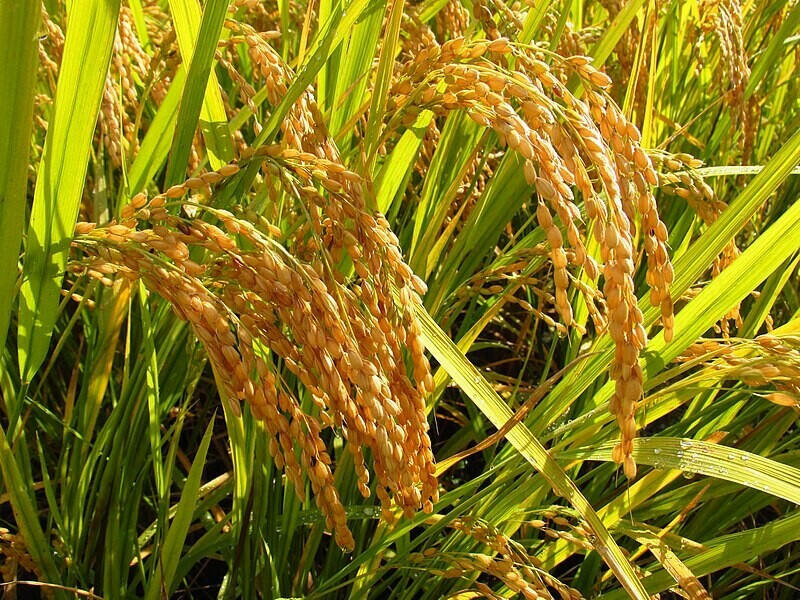 Magic Rice of Assam / Chokuwa Magic Rice - Oryza sativa | Rare Plant ...