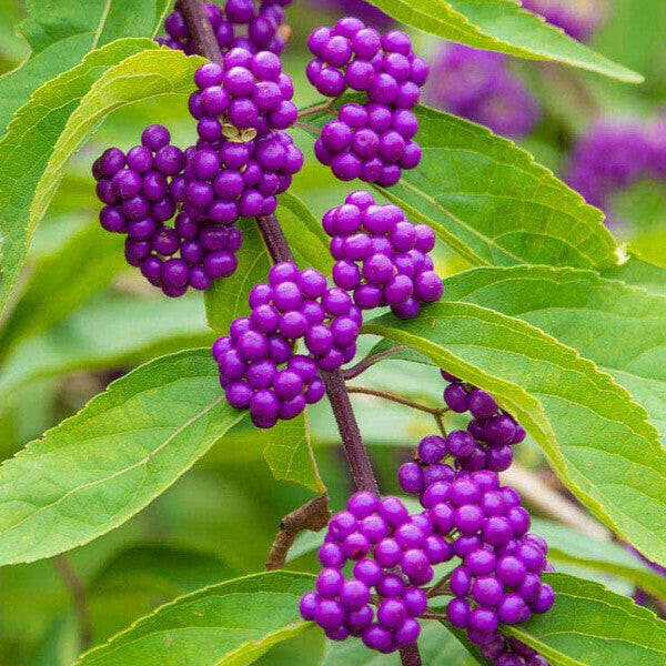 American Beautyberry- Callicarpa americana | Rare Plant Seeds | Whimsy ...