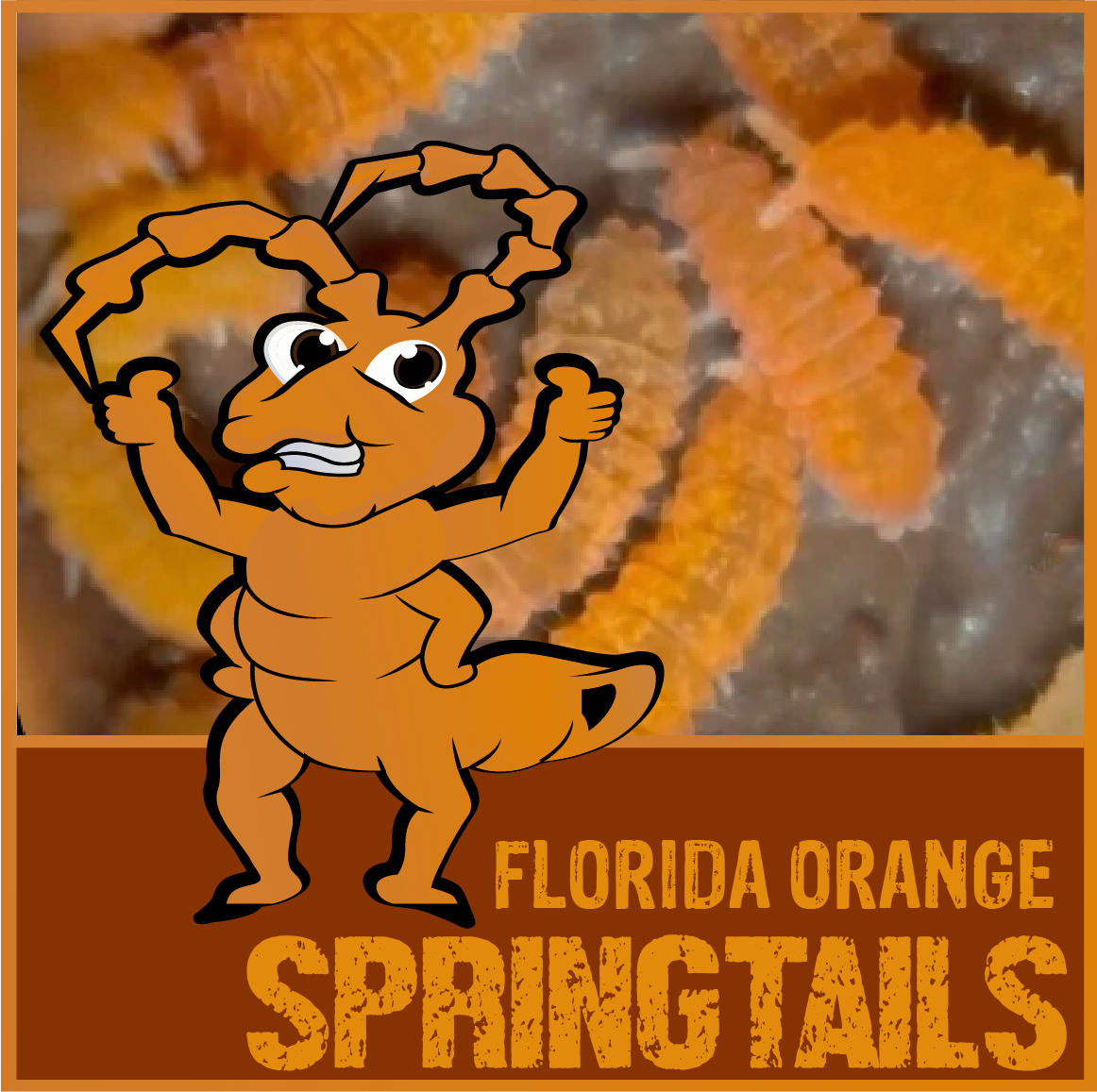 Florida Oranage Springtails (Neanura growae) – Stargazer Exotics