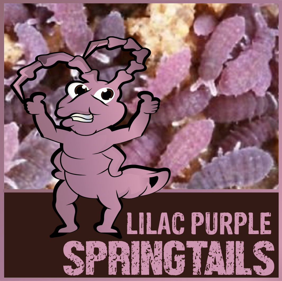 Springtails - Stargazer Exotics - Reptile Store - Canada