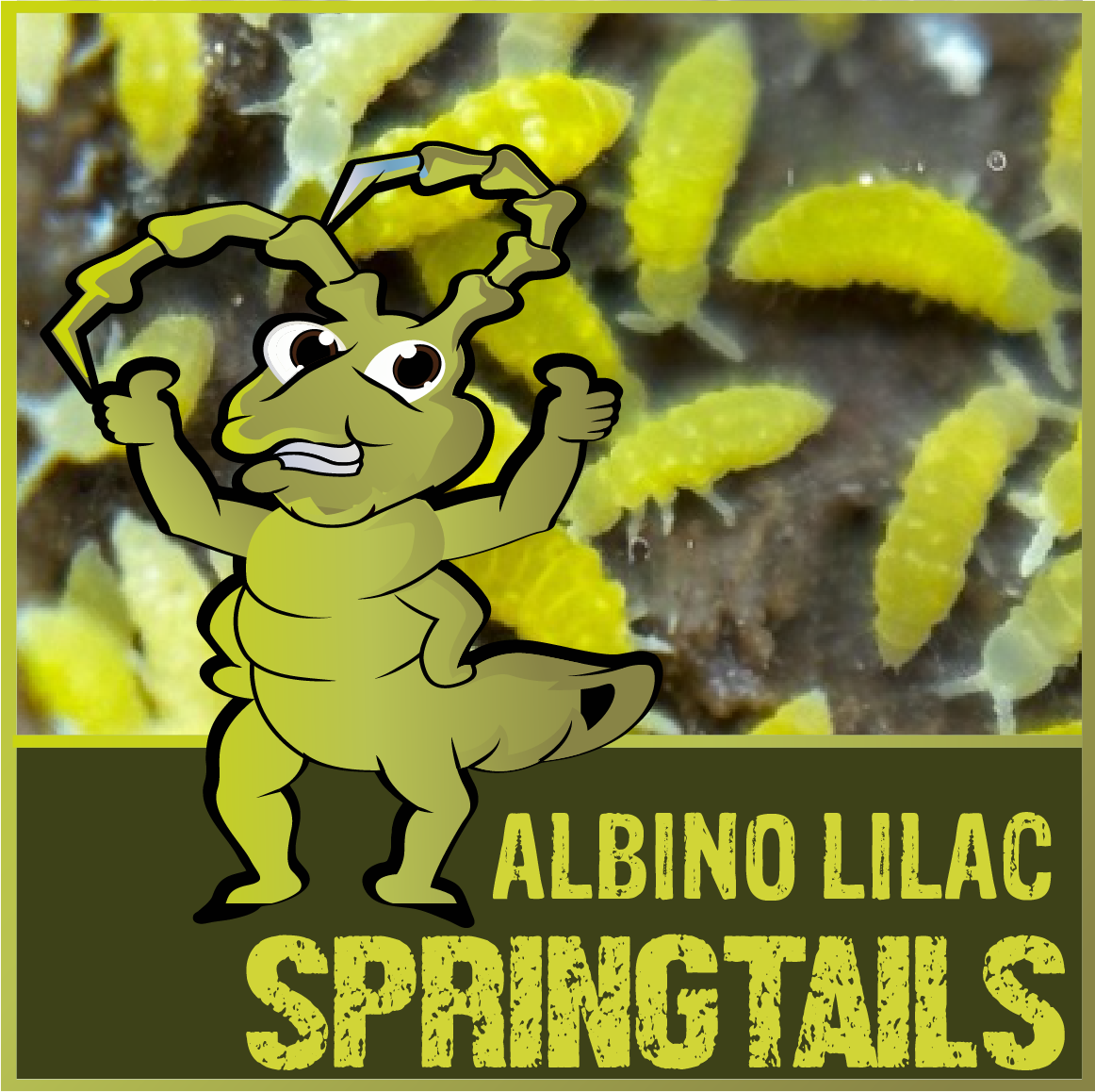 Albino Lilac Purple Springtails (Ceratophysella sp) – Stargazer Exotics