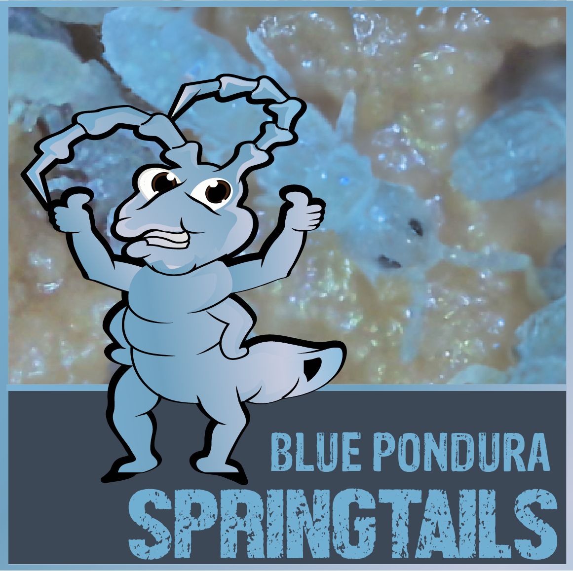 Blue Pondura Springtails (Proistoma minuta 'Blue Podura') – Stargazer ...