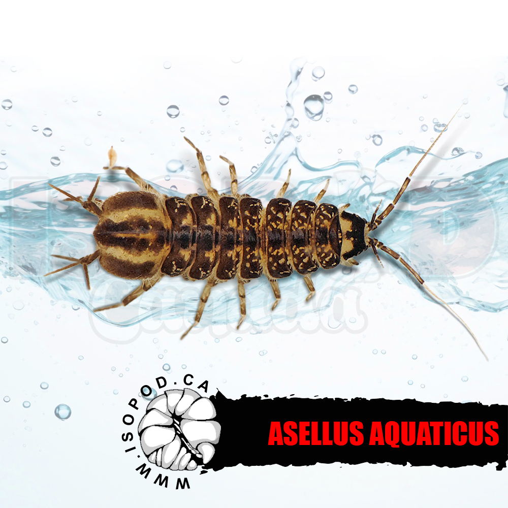 Freshwater Aquatic Isopods (Asellus aquaticus ) for Sale in Canada ...