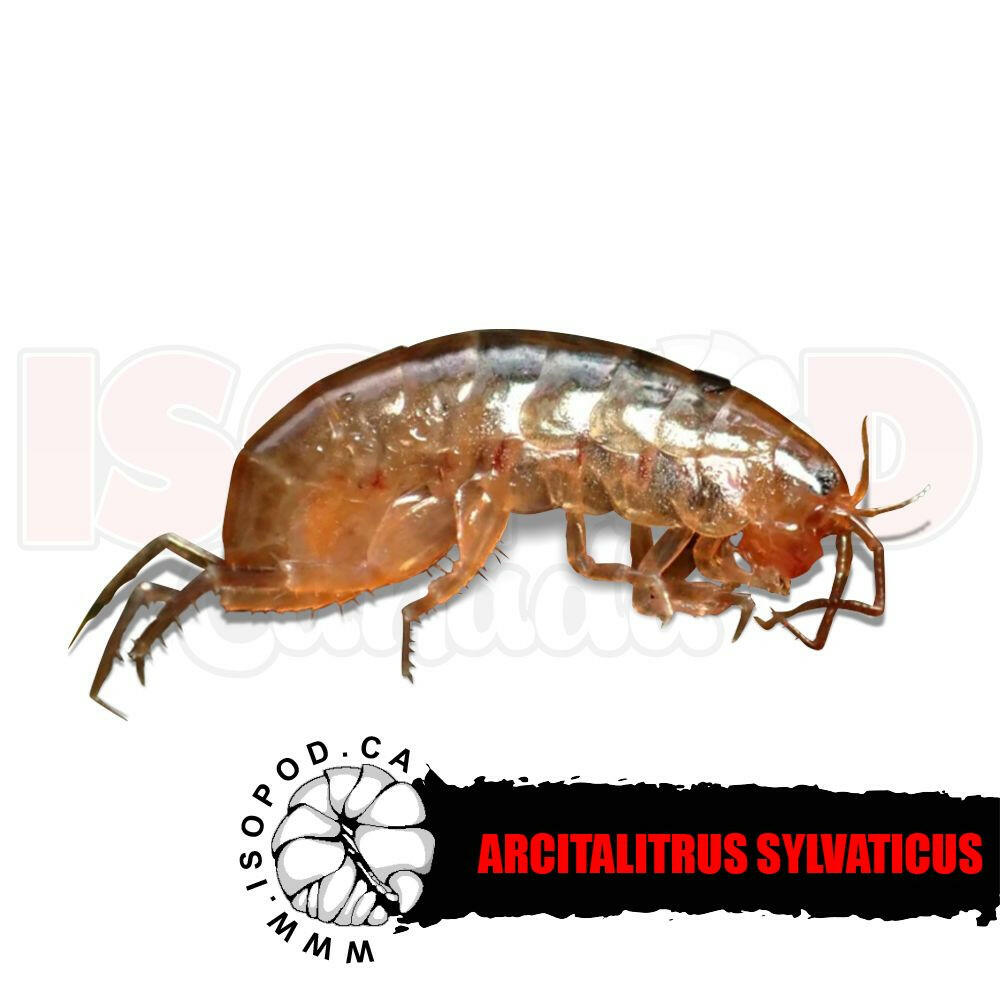 Land Shrimp / Lawn Shirmp (Arcitalitrus sylvaticus ) for Sale in Canada ...