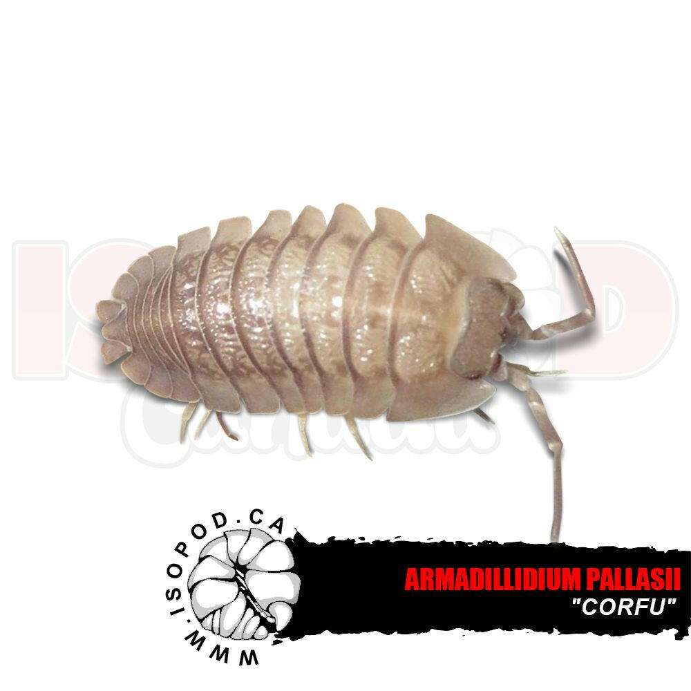 Armadillidium pallasii "Corfu" Isopods In Canada – Stargazer Exotics