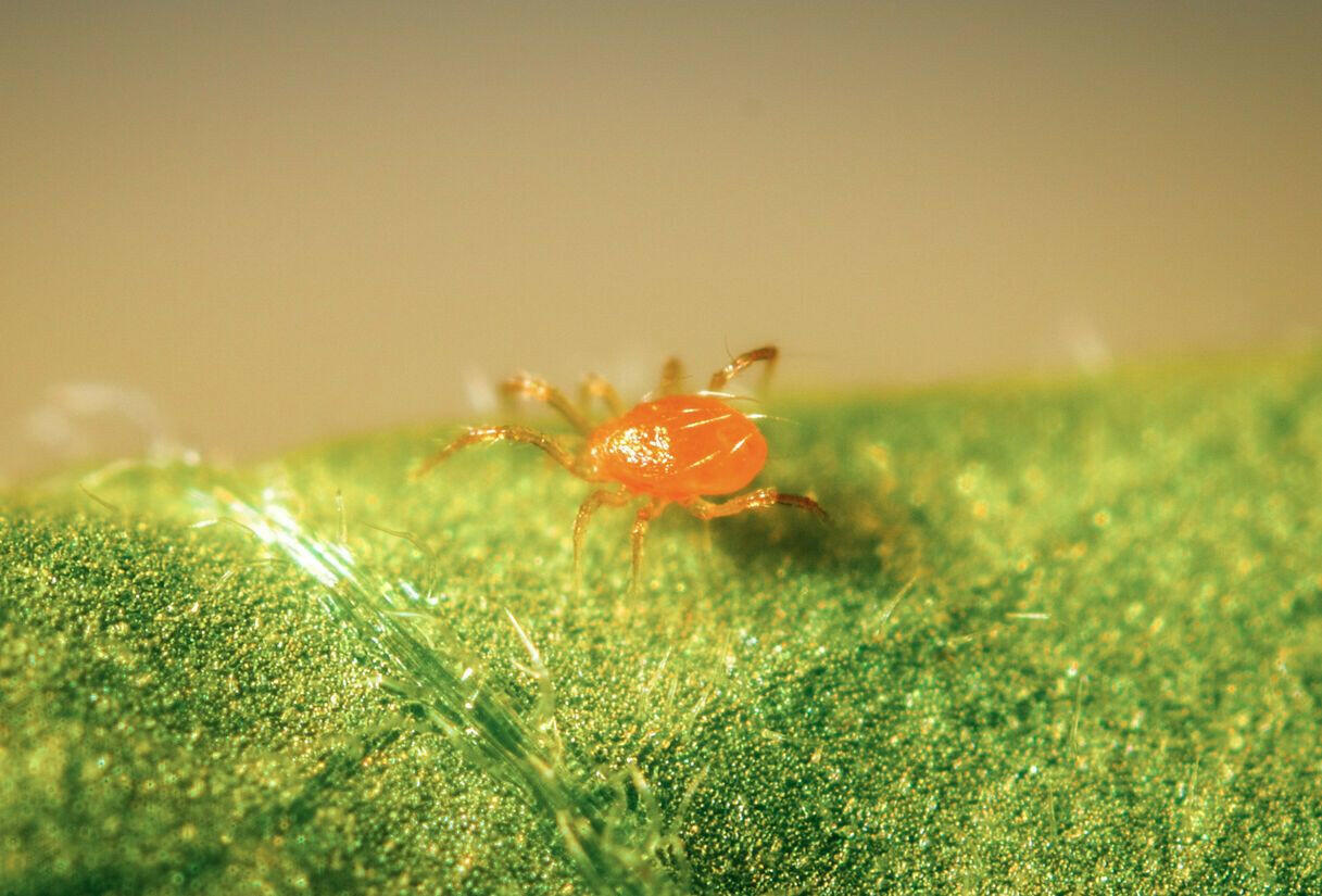 Predatory Mites (Phytoseiulus persimilis)- Natural Mite Predators - Bi ...