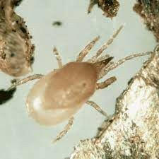 Predatory Mites (Hypoaspis miles aka Stratiolaelaps scimitus)- Natural ...