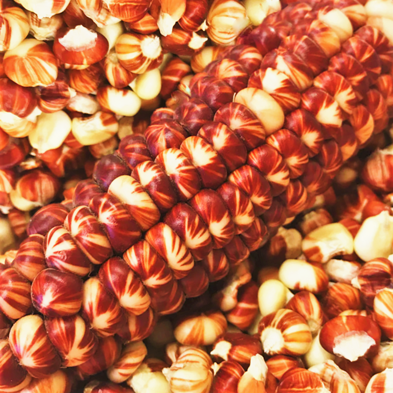 Montana Sunburst Corn - Zea mays | Rare Plant Seeds | Whimsy and Wonder ...