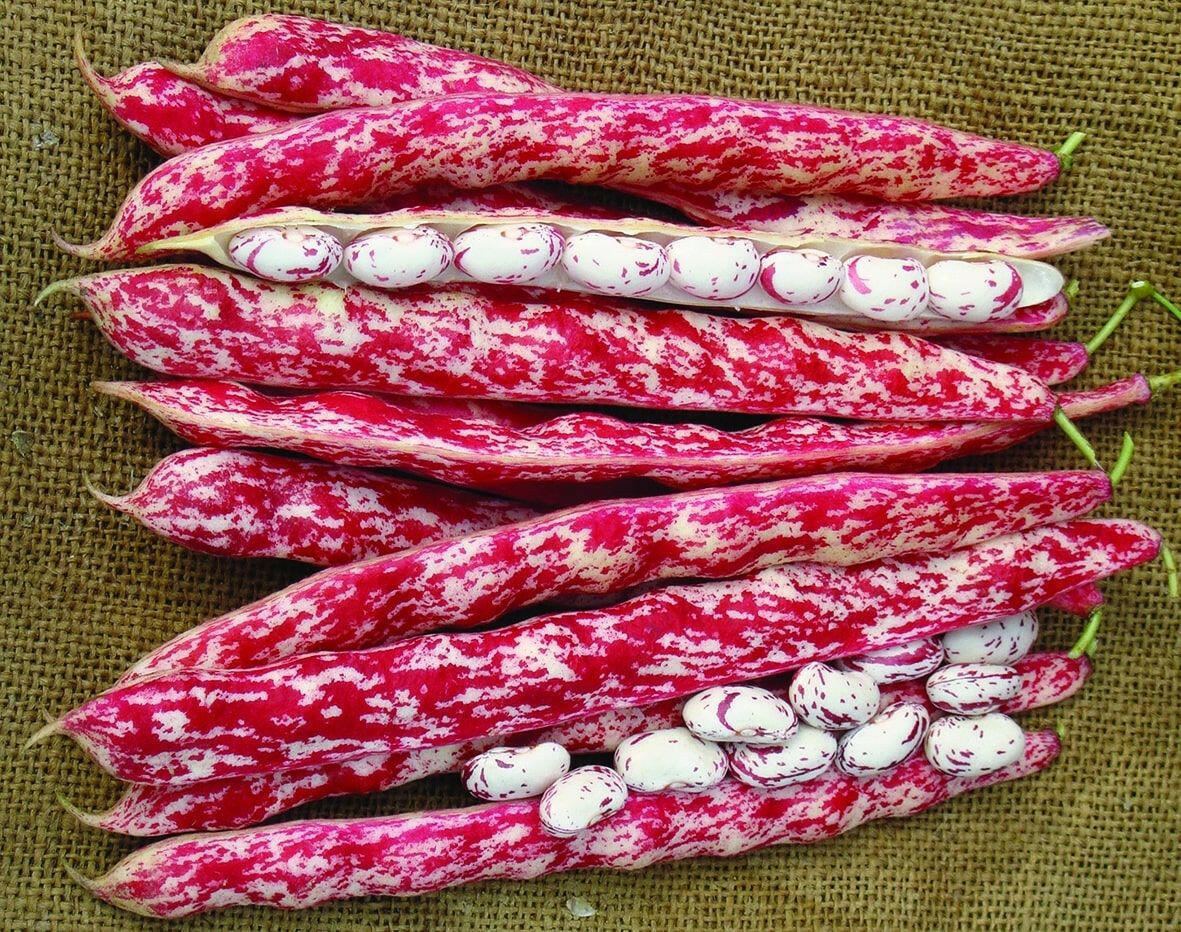 Flambo Beans - Phaseolus vulgaris | Rare Plant Seeds | Whimsy and ...