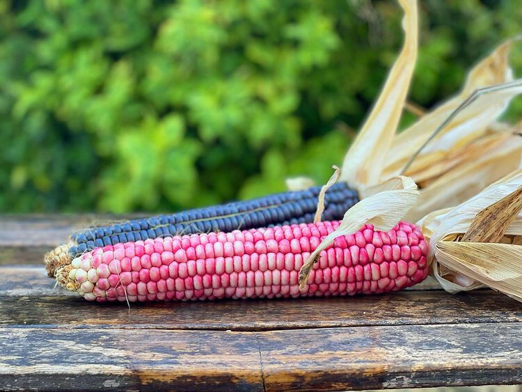 Hopi Pink Corn - Zea mays | Rare Plant Seeds | Whimsy and Wonder ...