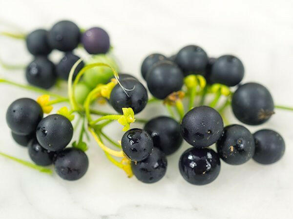 Wonderberry / Sunberry - Solanum retroflexum / Solanum Burbankii | Rare ...