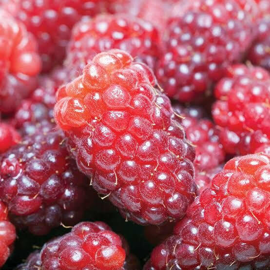 Loganberry - Rubus loganobaccus | Rare Plant Seeds | Whimsy and Wonder ...