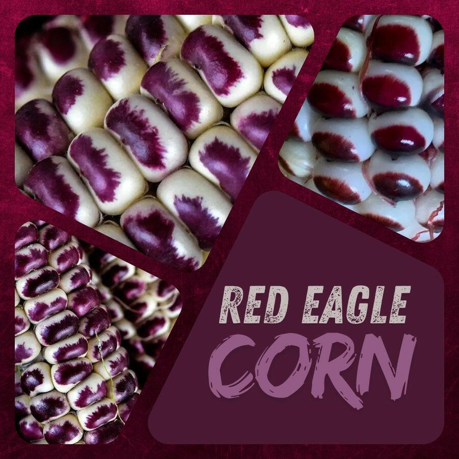 Red Eagle Corn - Zea mays | Rare Plant Seeds | Whimsy and Wonder ...