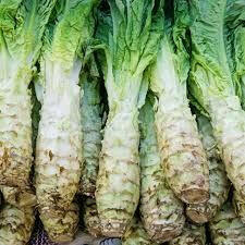 Celtuce (Chinese Lettuce) - Lactuca sativa var. asparagina | Rare Plant ...