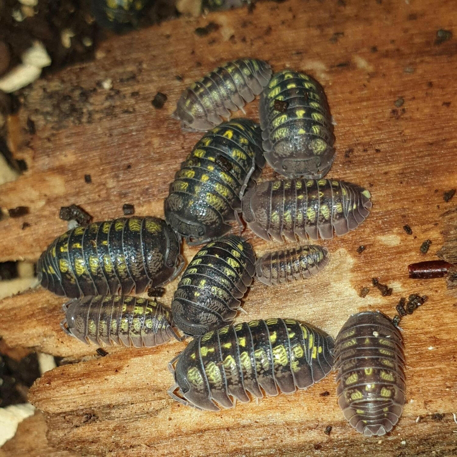 Armadillidum Isopods - Stargazer Exotics - Reptile Store - Canada