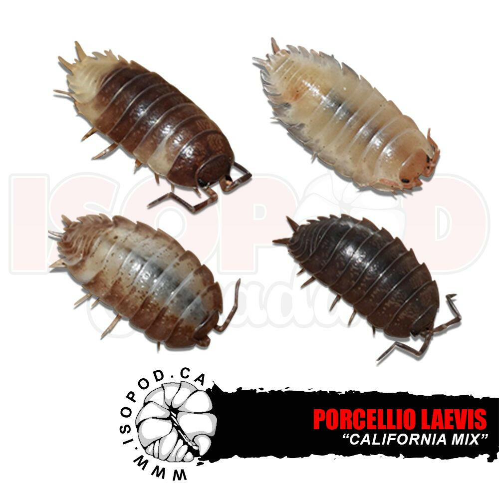 California Mix Isopods (Porcellio laevis "California Mix") for Sale in ...