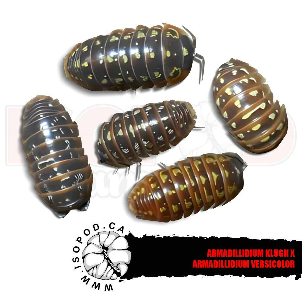 Twisted Clown Isopods for Sale in Canada. – Stargazer Exotics