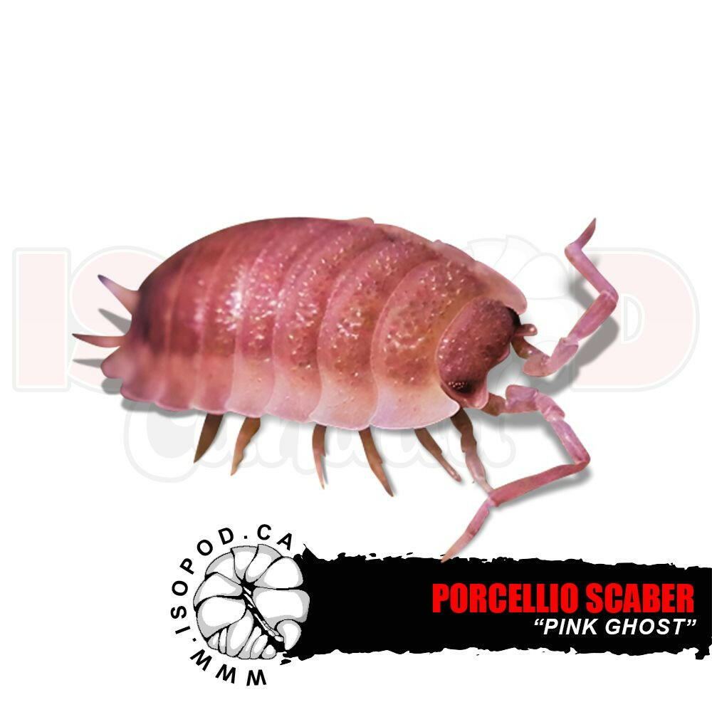 Pink Ghost Isopods For Sale in Canada – Stargazer Exotics