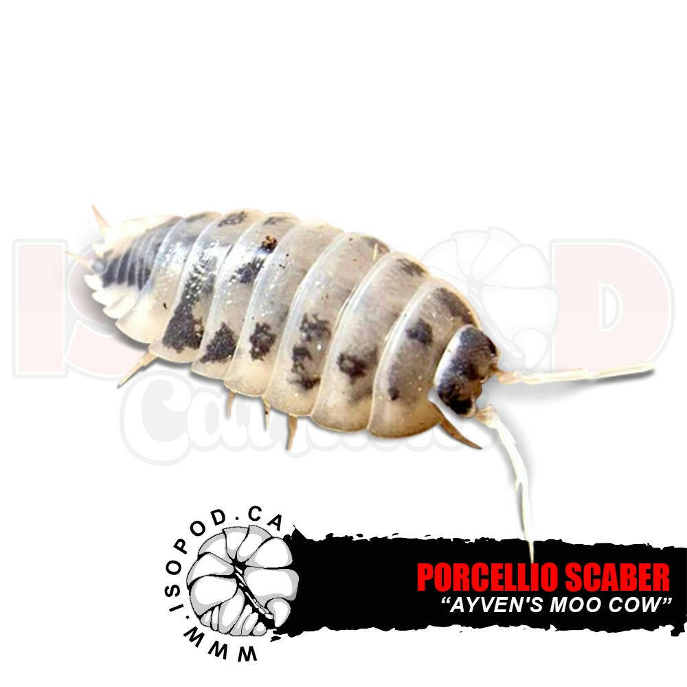 Ayven's Moo Cow Isopods For Sale In Canada – Stargazer Exotics