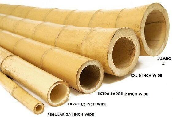 Jumbo Bamboo Tubes | Stargazer Exotics