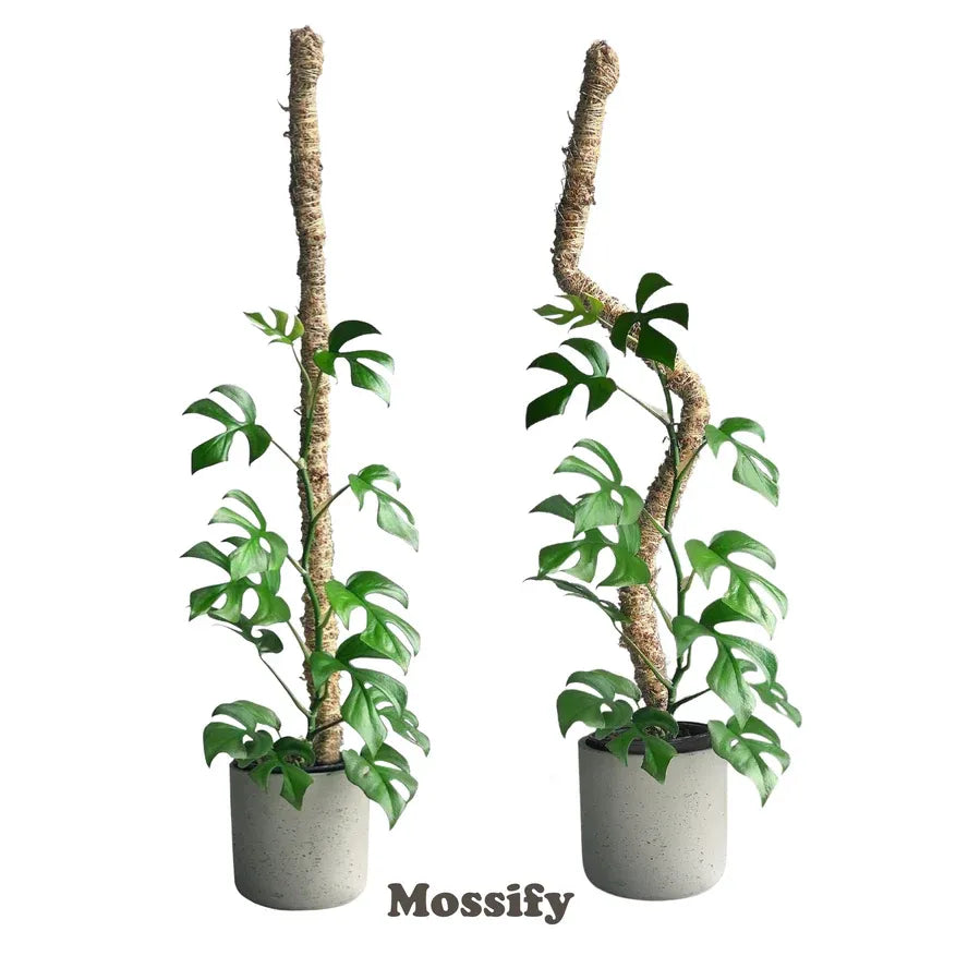 The Original Bendable Moss Pole (Pins Included) | Stargazer Exotics