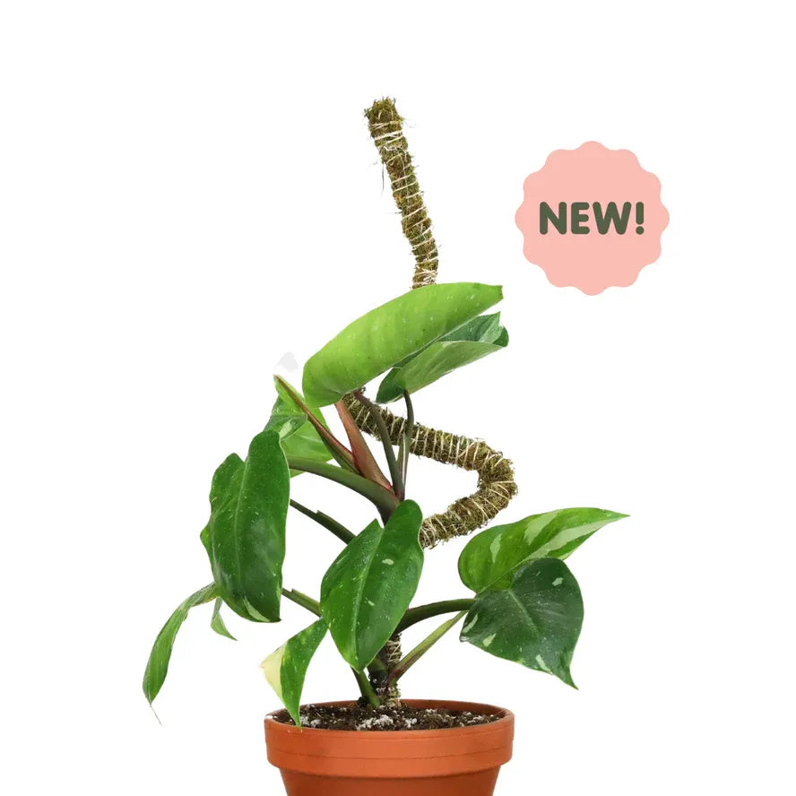 The Bendable Moss Pole THIN | Stargazer Exotics