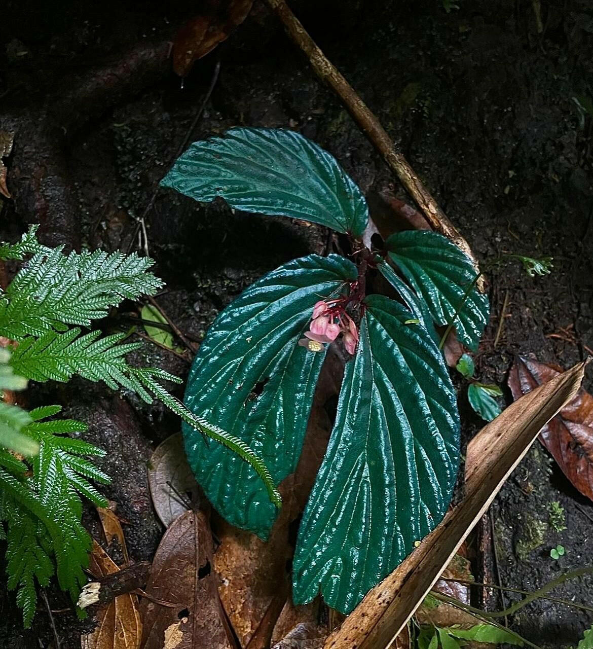Metallic Begonia - Begonia sp. "Metallic" | Rare Plant Seeds | Whimsy ...