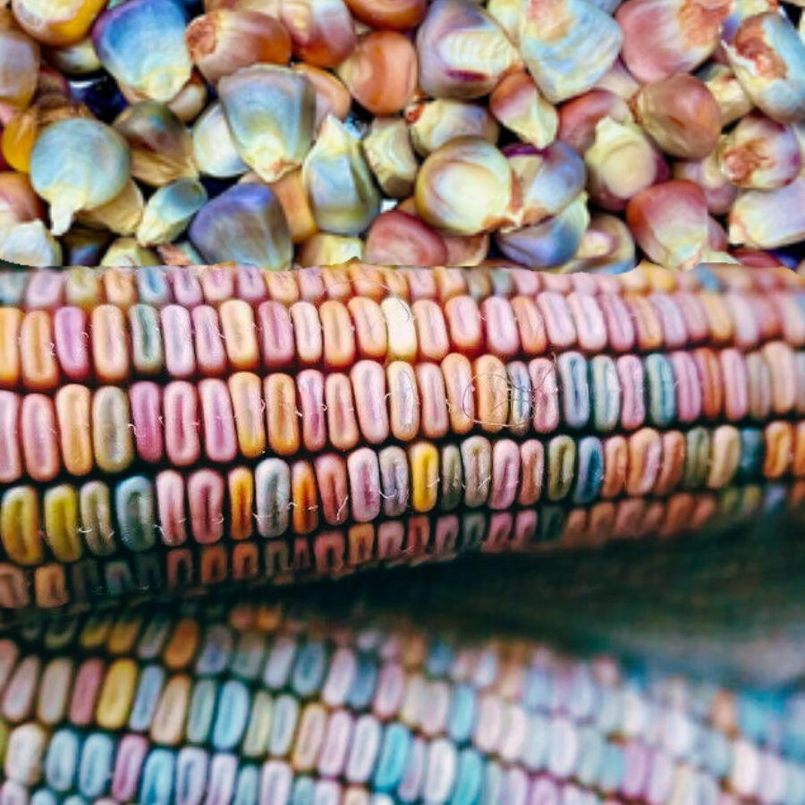 Ice Lady Corn - Zea mays | Rare Plant Seeds | Whimsy and Wonder ...