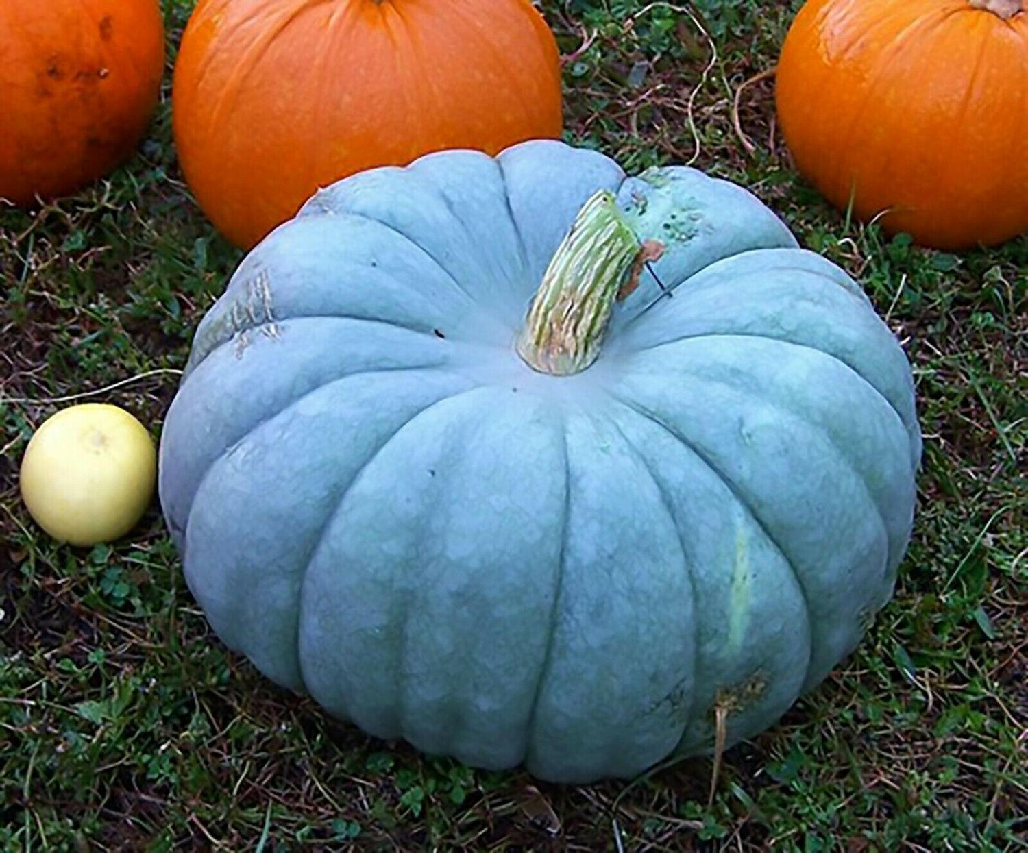 Jarrahdale Blue Pumpkin - Cucurbita maxima | Rare Plant Seeds | Whimsy ...