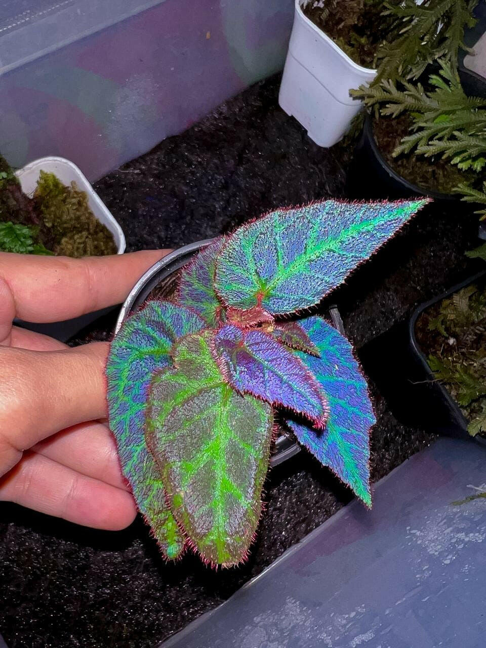 Suma Blue Begonia - Begonia sp. "Sumatra Blue" | Rare Plant Seeds ...