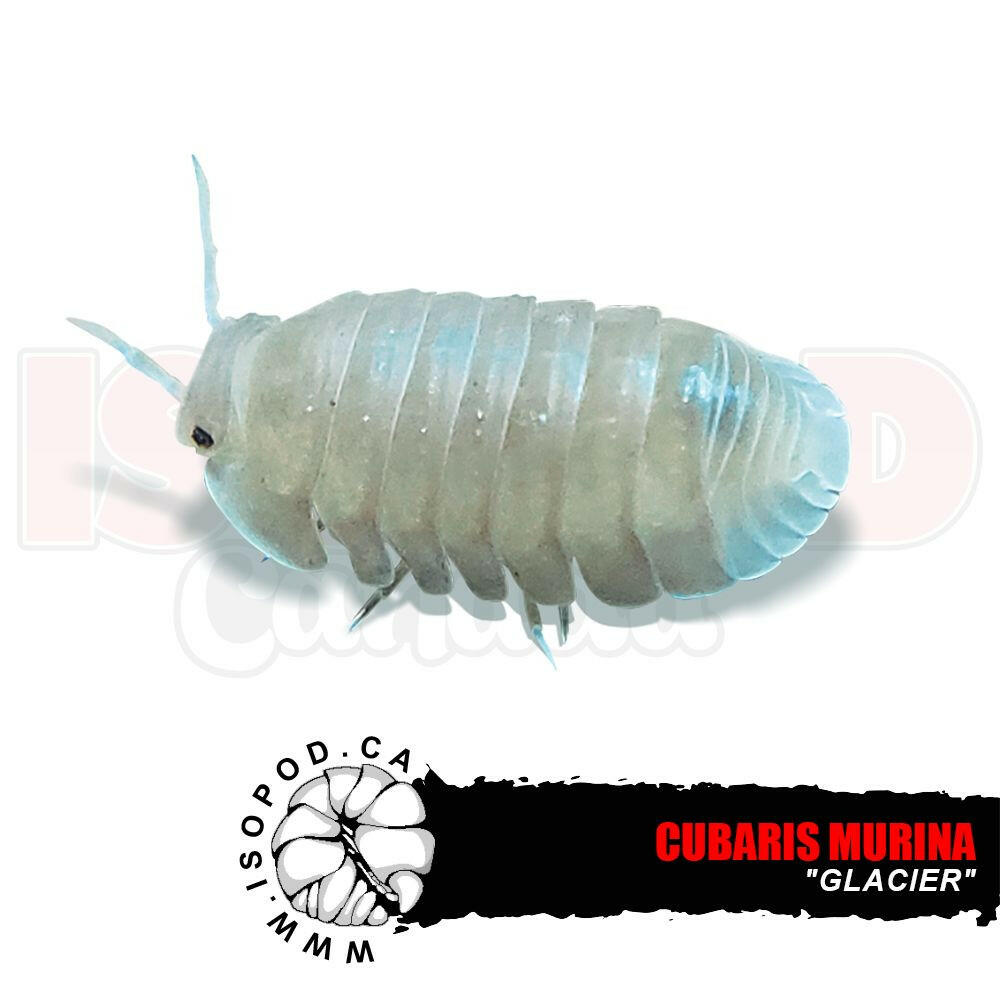 Little Sea Glacier Isopods | Stargazer Exotics