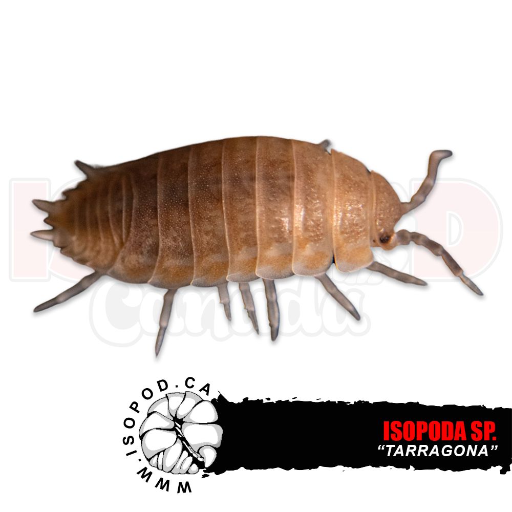 Isopods in Captivity Guide | Stargazer Exotics
