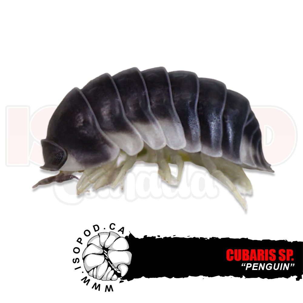 Penquin Isopods - Cubaris sp. "Penguin" for sale in Canada – Stargazer ...