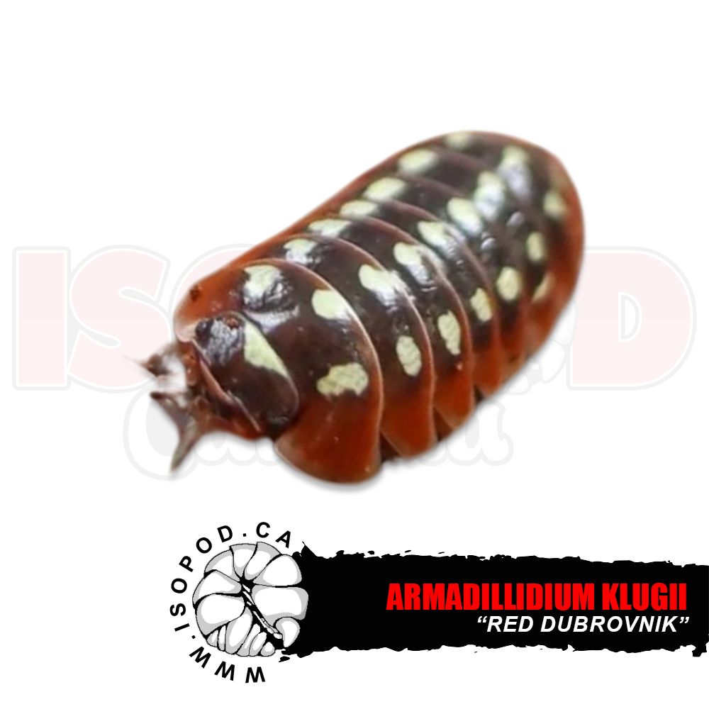 Red Dubrovnik Isopods | Stargazer Exotics