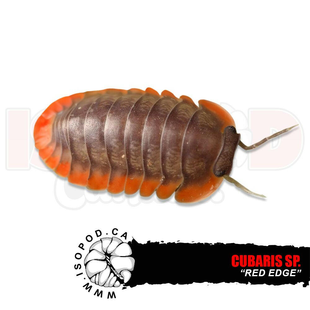 Red Edge Isopods | Stargazer Exotics