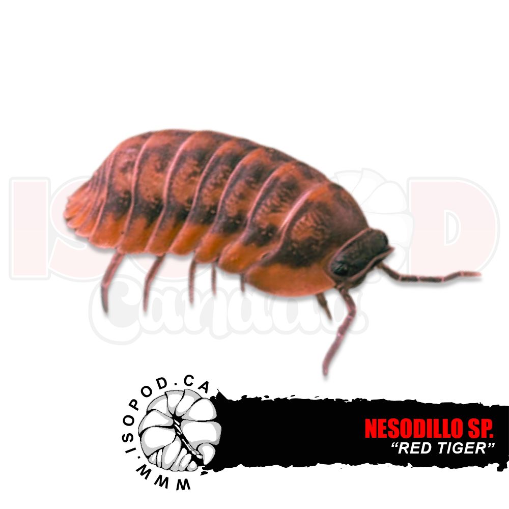 Red Tiger Isopods | Stargazer Exotics