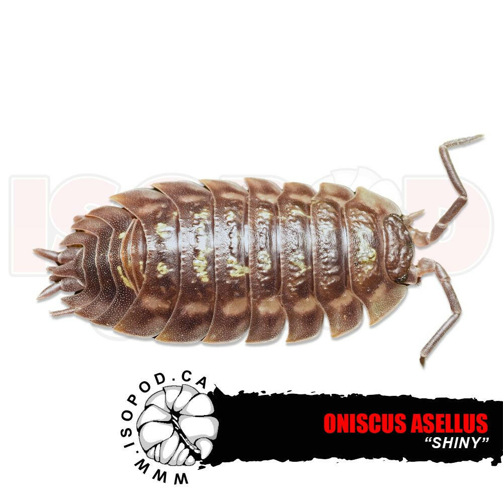 Shiny Skirted Isopods for Terrariums | Stargazer Exotics