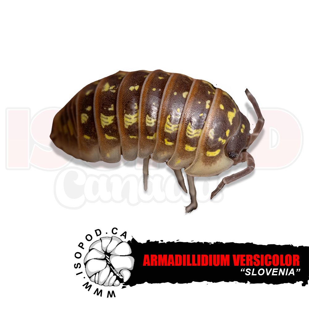 Armadillidum Isopods - Stargazer Exotics - Reptile Store - Canada